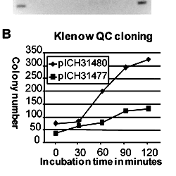 Test of QC cloning using Klenow DNA polymerase.