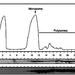 Sucrose gradient polysome analysis of LACK.