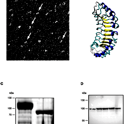 Visualization and confirmation of the LRR lipoprotein Slr.
