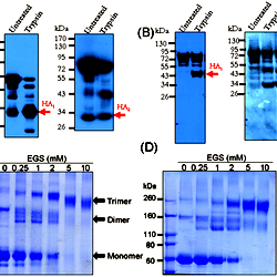 HA protein characterization.