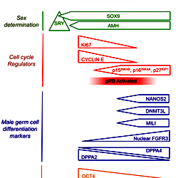 Schematic representation of early male fetal germ cell development.