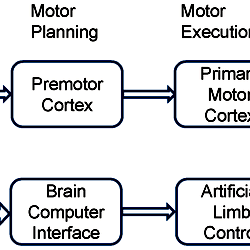 Information flow in a visuomotor control pathway and a BCI control ...