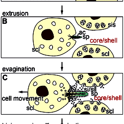 The scheme depicts spicule formation via bio-inorganic self-organization.