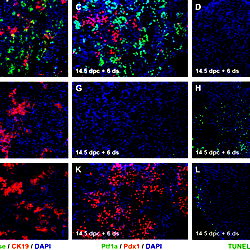 S1pr2 signalling promotes survival and lineage specification of ...