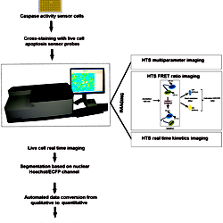 Schematic overview of the high-content imaging methodology.