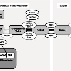 Schematic overview of the RA pathway.