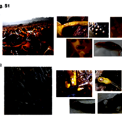 Herbivore-induced chemical and molecular responses of the kelps ...