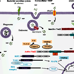 Mechanisms by which MDP enters into cells to trigger Nod2 signaling.