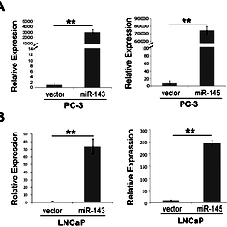 Construction of stable cell lines.