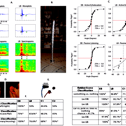 Illustration of click sounds, click echoes and experimental materials ...