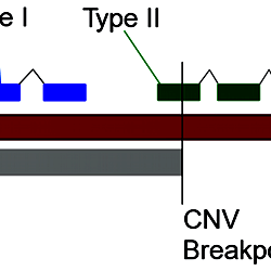 Schematic illustrating the three different categories of CNV genes.