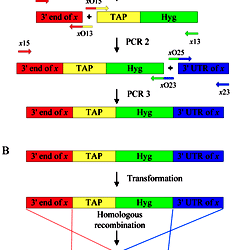 Construction of the TAP-tag knock-in cassette and targeting to a ...