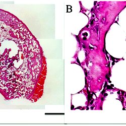Microscopic images of ectopic bone cross-sections stained with ...