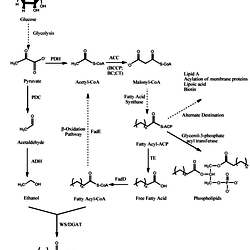 Constructed de novo biosynthetic pathway of fatty acid ethyl esters in ...