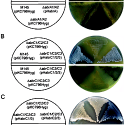Mutant complementation.