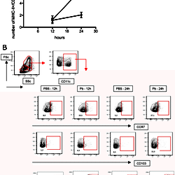 Migration and phenotype of DC in lung during Pb infection.