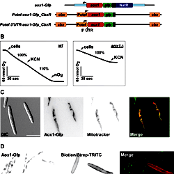 Validation of the function and localization of Aox1-Gfp and other mutants.