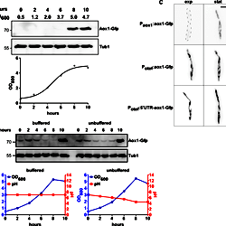 Expression of Aox1-Gfp.