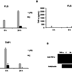 Effect of LPS on TNF-α release by RA FLS and THP-1 cells.