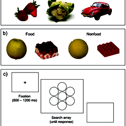 Illustration of the stimuli (a: Experiment 1; b: Experiment 2) and an ...