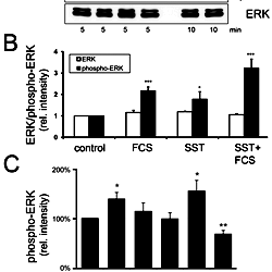 SSTR activation in keratinocytes modulates the MAP kinase pathway.