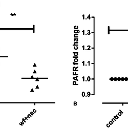 Effect of MS-WF exposure +/- NAC treatment on PAFR levels in A) A549 ...