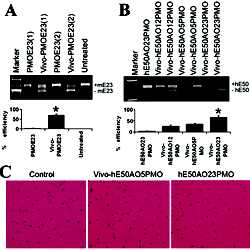 Effect of Vivo-PMO for dystrophin exon skipping in tibialis anterior ...