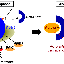The mechanism by which PUM2 regulates the cell cycle progression.