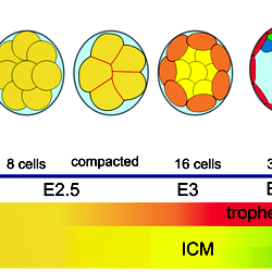 Schematic view of morphological and lineage specification steps during ...