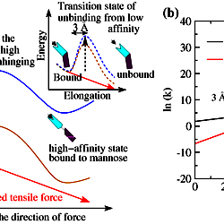 Effect of force on dissociation kinetics versus unhinging and ...