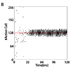 Lateral Connection Strength.