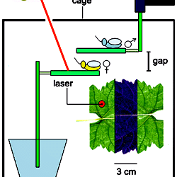 A schematic drawing of experimental setup.