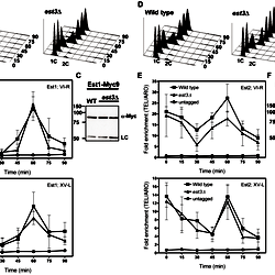 The late S/G2 phase telomere association of Est1 and Est2 is not ...
