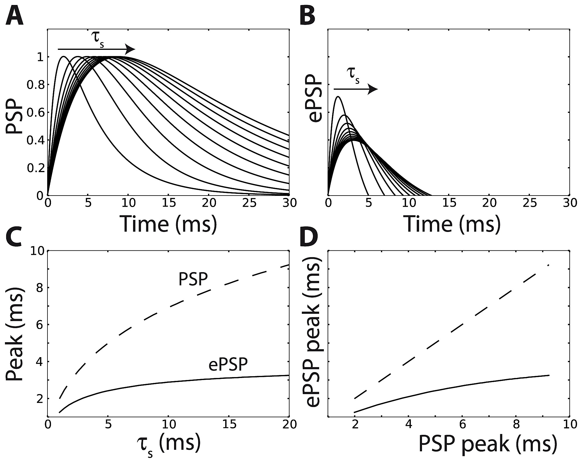 Postsynaptic Potential