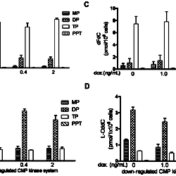 The metabolism of dFdC and L-OddC in cells overexpressing or ...