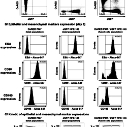Quantification of fused MSC by flow cytometry.