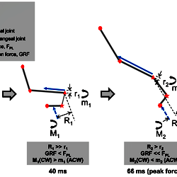 Sequential free body diagrams of frog jumping drawn according to Fig 2 ...