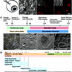 iPSC reprogramming and differentiation of conjunctival cells into RPE.