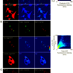 Performance of the new colocalization algorithm in biological samples.