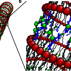 Laceration of spectrin filaments.