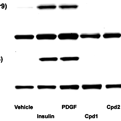 Cpd1 and Cpd2 do not cause activation of Akt/PKB signaling in U2OS-EFC cells.