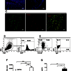Contribution of TAMs to CCL20 production in CRC in mice.