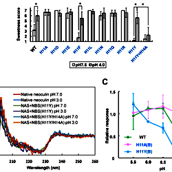 Modulation of the pH-dependent activity of neoculin.