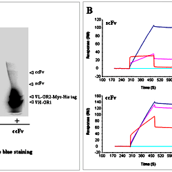 The expression of the ccFv fragment in Pichia and the study of its ...