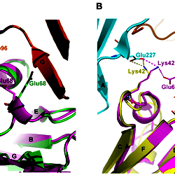 Comparison of the conformation of Lys42 of LILRB1 (green), LILRB2 ...
