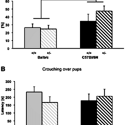 Effects of strain and genotype on maternal behavior in the pup ...