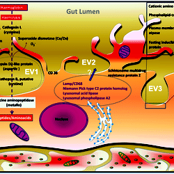 Diagrammatic representation of the gastrodermis of female S. mansoni.