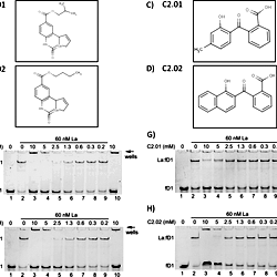 The 2D analogs C6.01, C6.02 and C2.01, C2.02 compete for La binding to ...