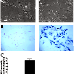 Characterization of hHGF transfection.