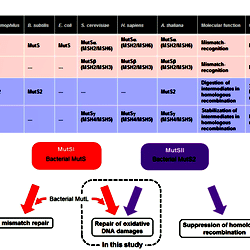 MutS family proteins.